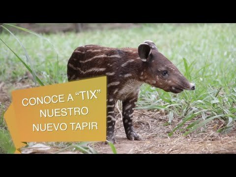 Conoce a Tix – StreamGT
