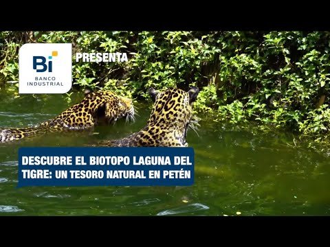 Descubre el Biotopo Laguna del Tigre: Un tesoro natural en Petén – StreamGT
